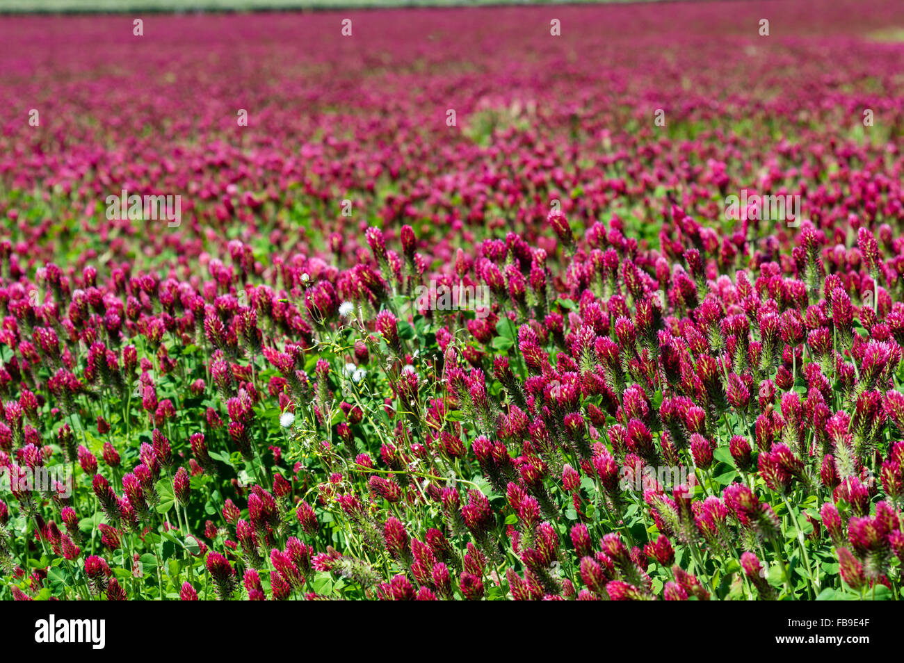 Closeup of red clover plants under cultivation on a farm near Banks ...
