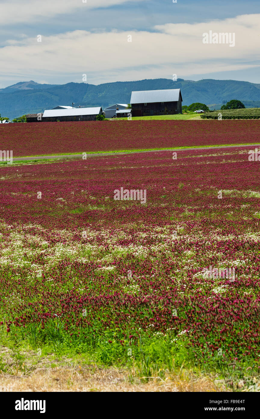 Farm lands planted in red clover with barns and farm buildings. Banks ...