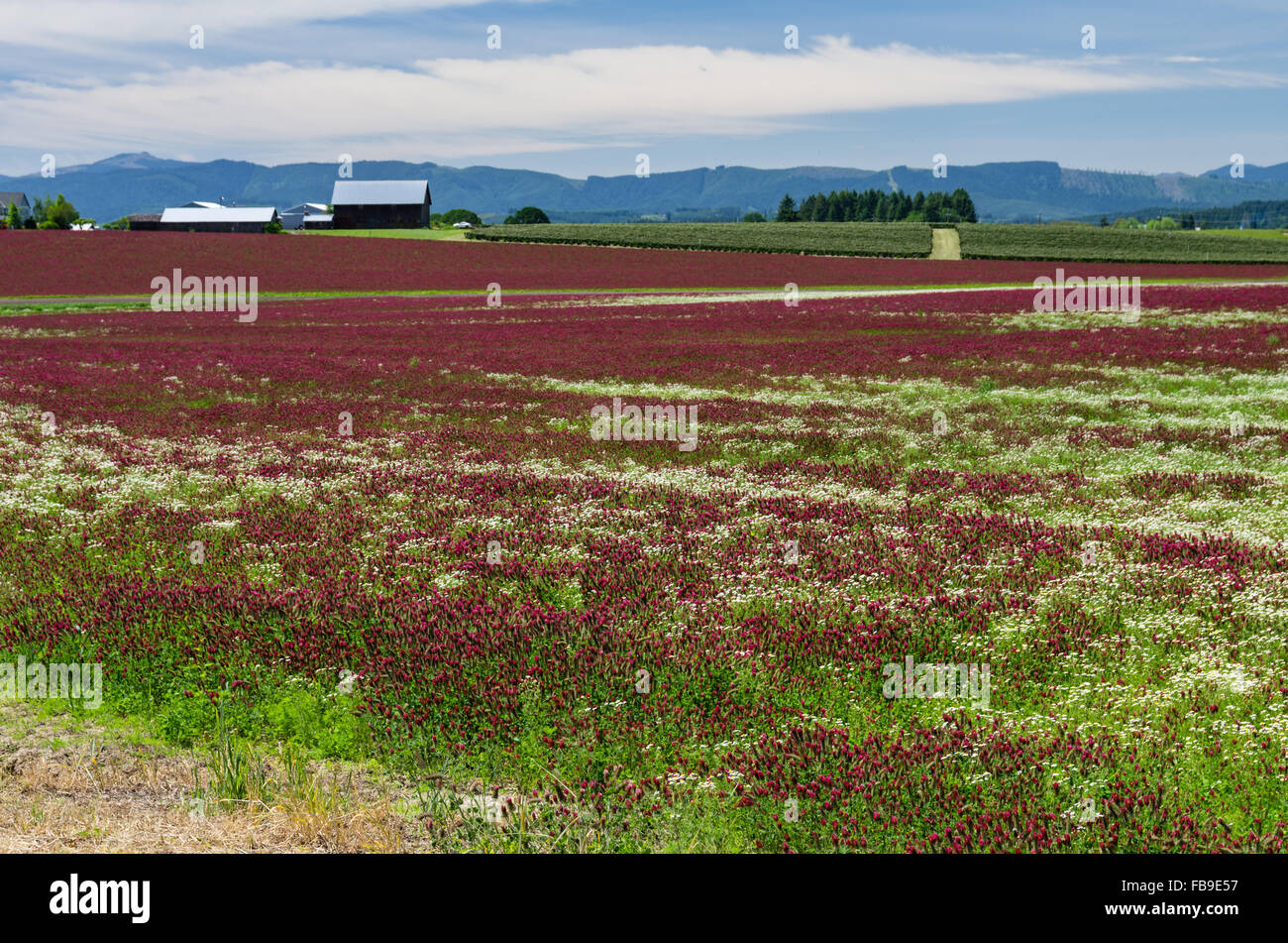 Farm lands planted in red clover with barns and farm buildings. Banks ...