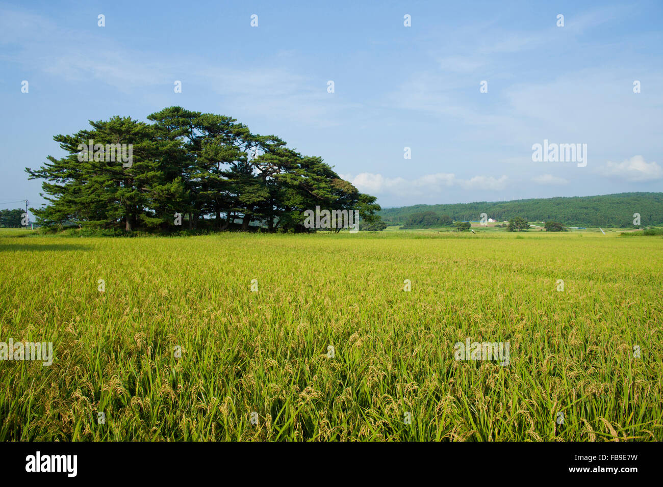 Rice field, Akita, Japan Stock Photo - Alamy