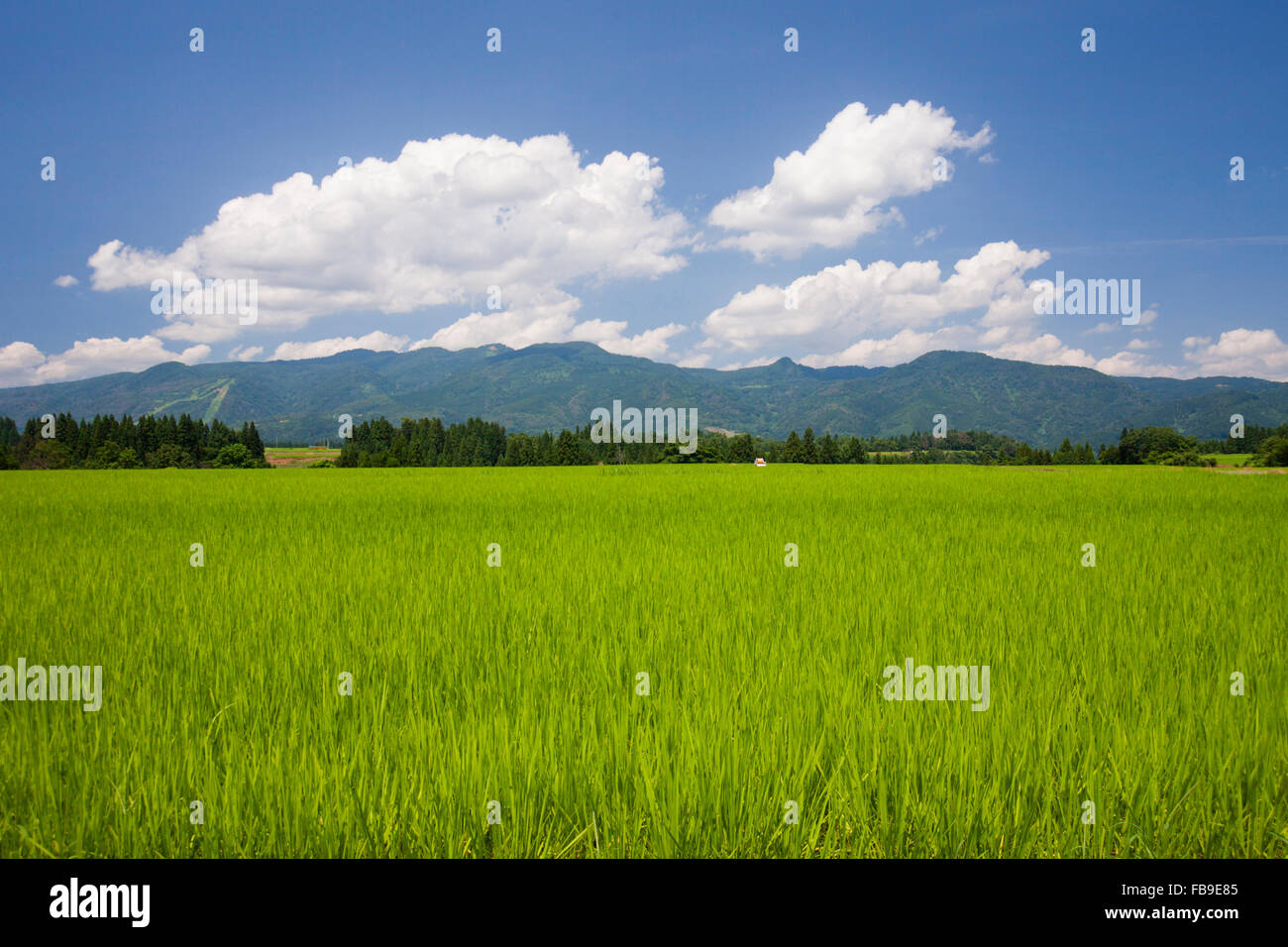 Japan Urban Rice Paddy High Resolution Stock Photography and Images - Alamy