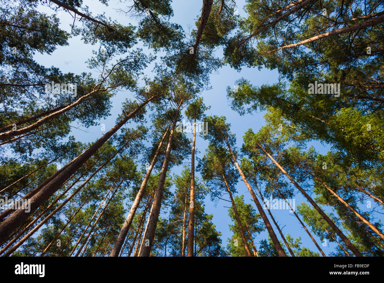 Converging trees and blue sky, Schlaubetal, Germany Stock Photo - Alamy