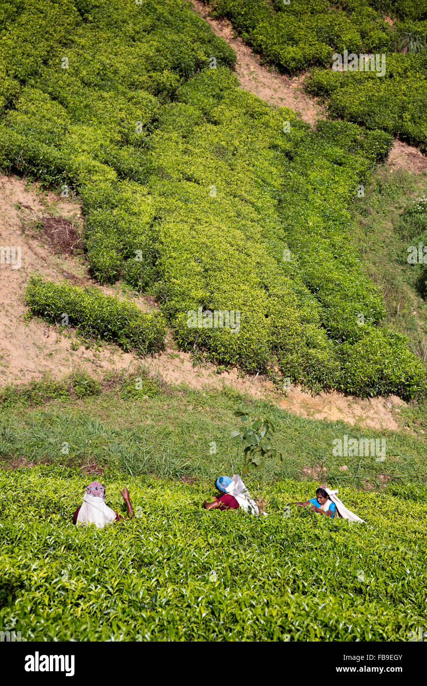 Tea picking, Tea plantation, Central Province, district Hatton ...