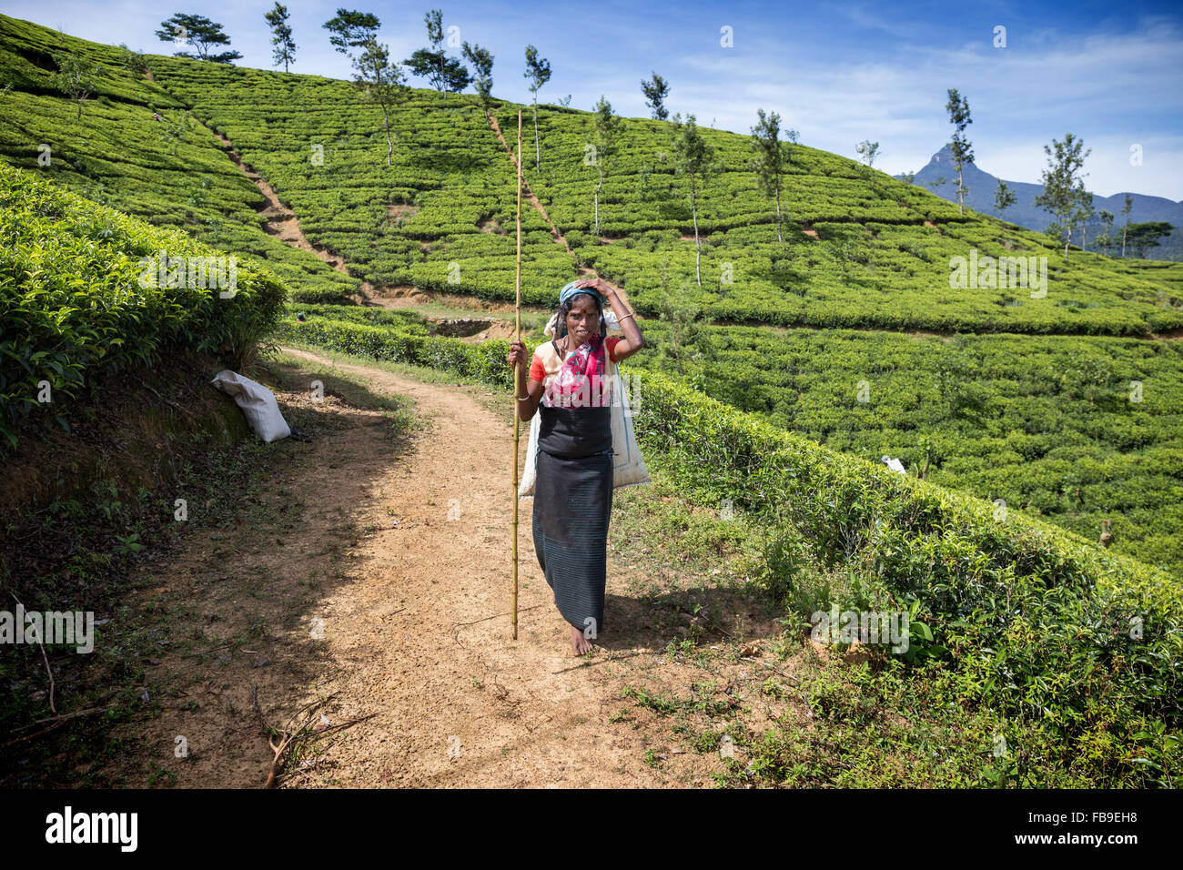 Tea picking, Tea plantation, Central Province, district Hatton ...