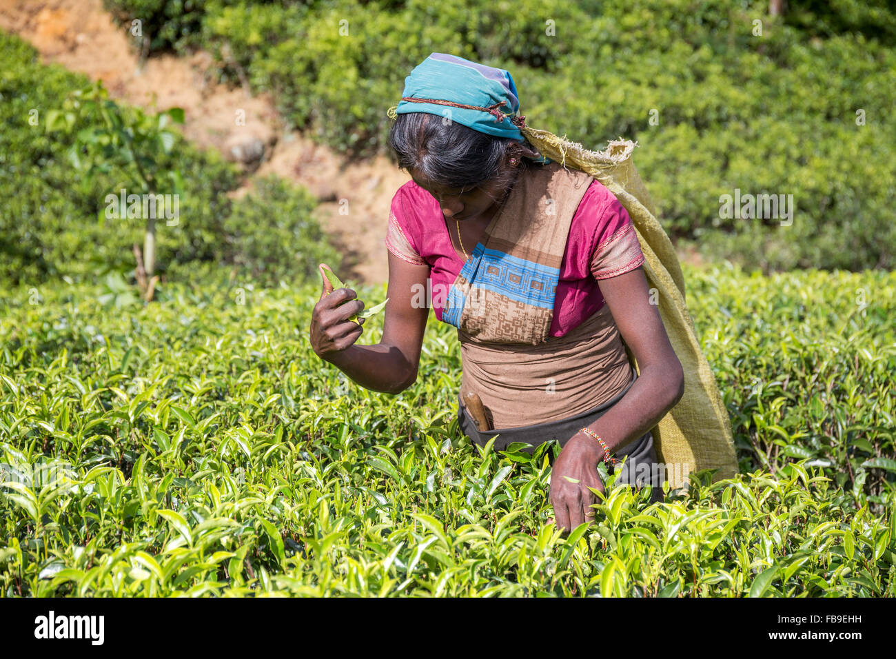 Tea picking, Tea plantation, Central Province, district Hatton ...