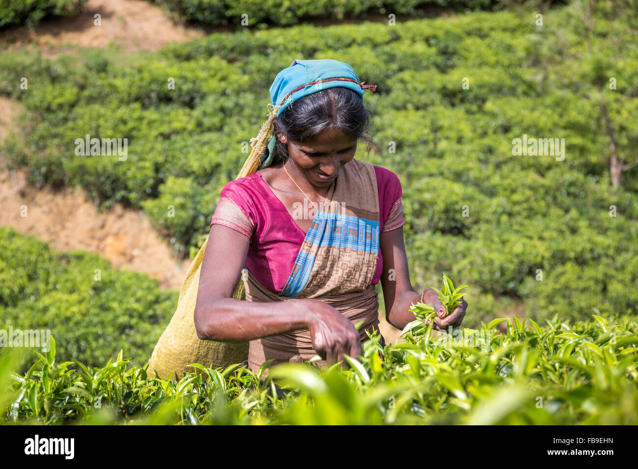 Tea picking, Tea plantation, Central Province, district Hatton ...