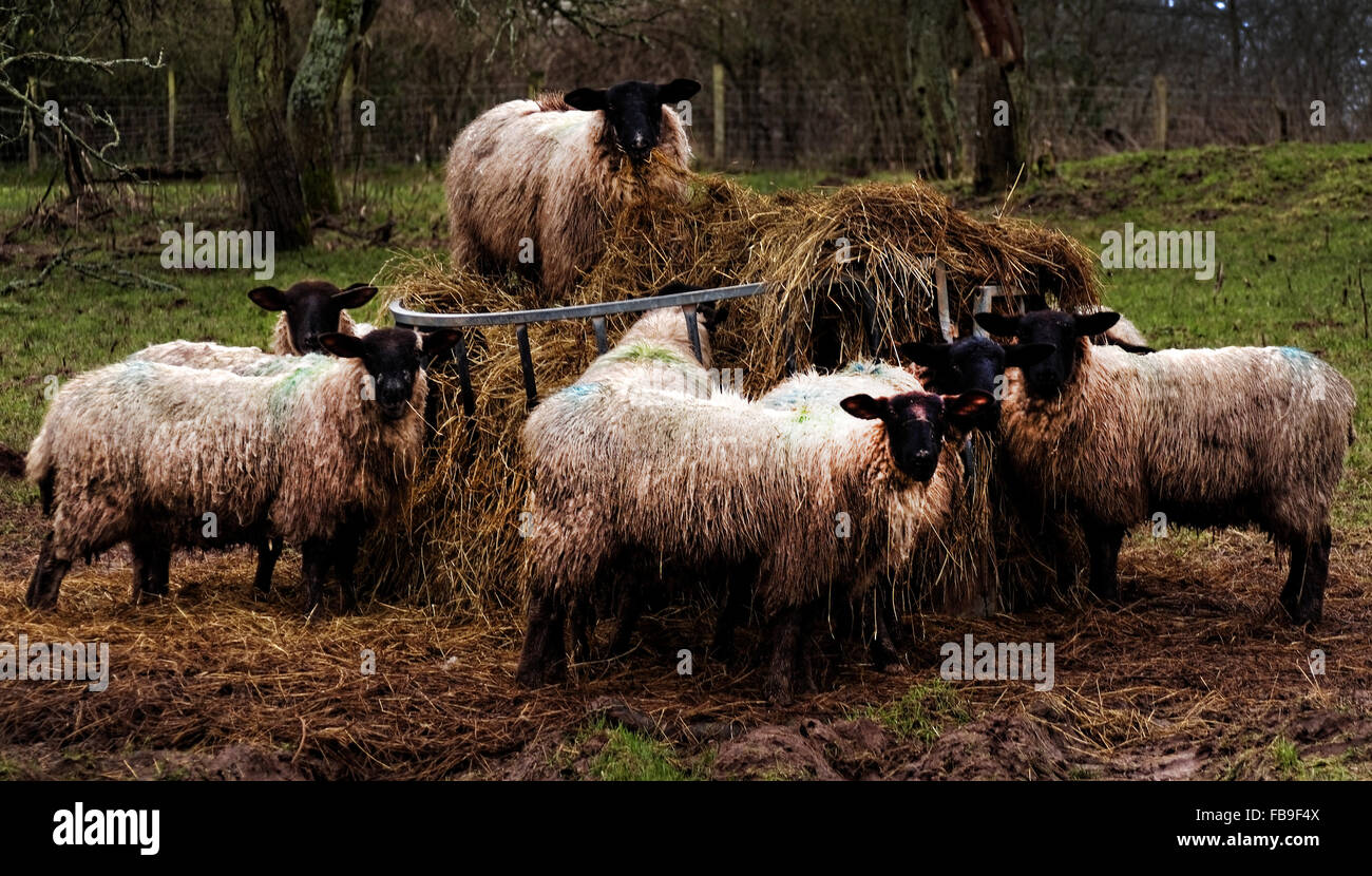 Pile of wool sheep hi-res stock photography and images - Alamy