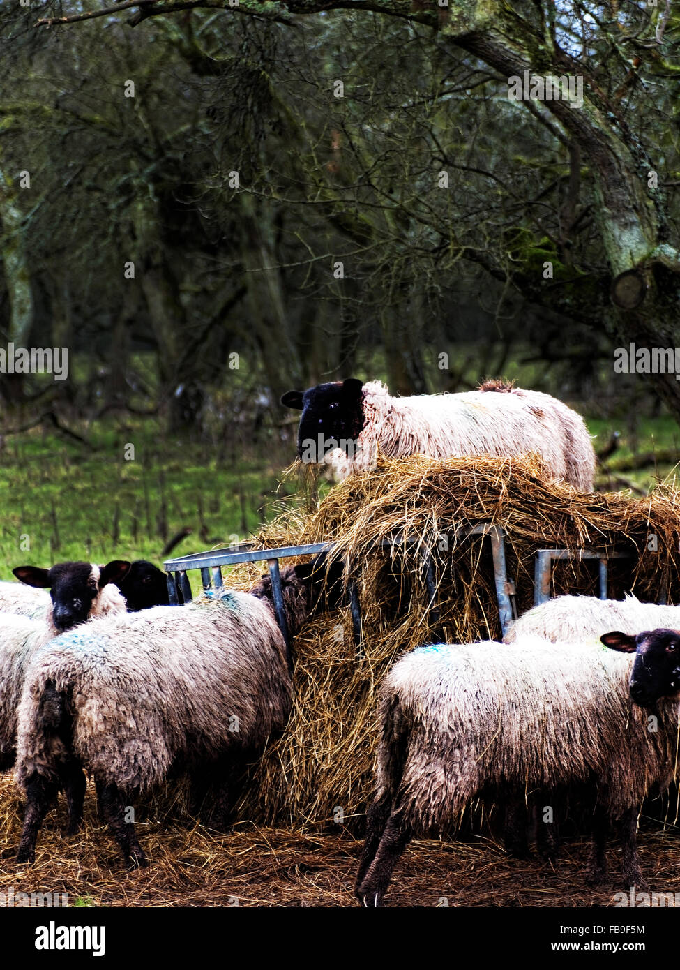Pile of hay hi-res stock photography and images - Alamy