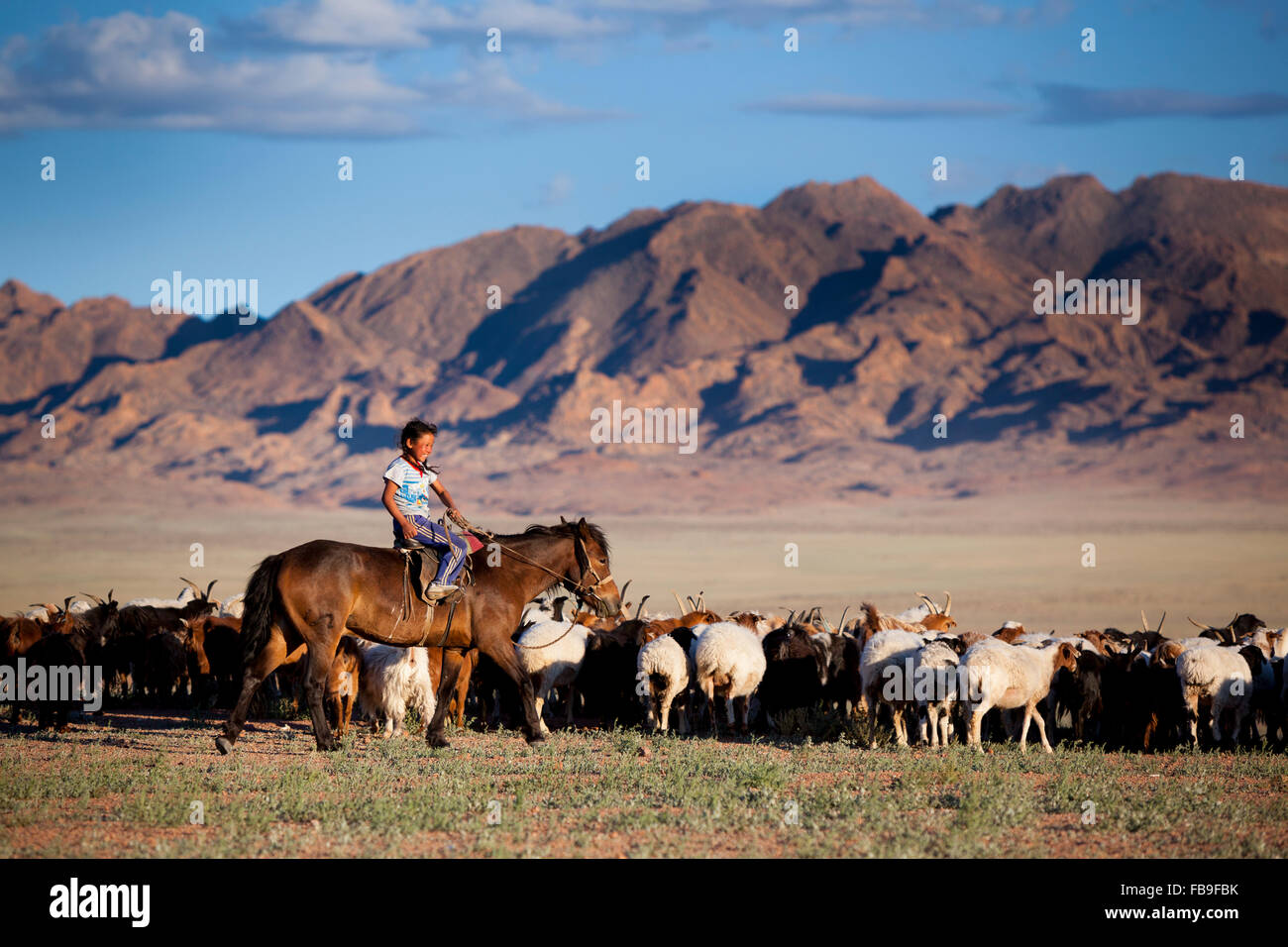 A young girl on a Kazakh horse rounds up the family herd near Achit ...