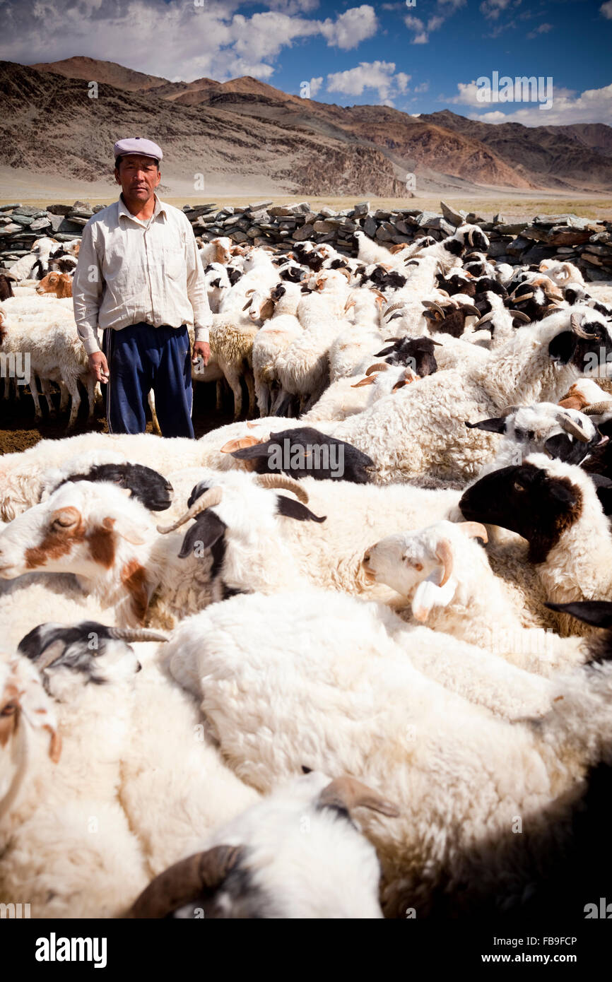 Sheep and corral hi-res stock photography and images - Alamy