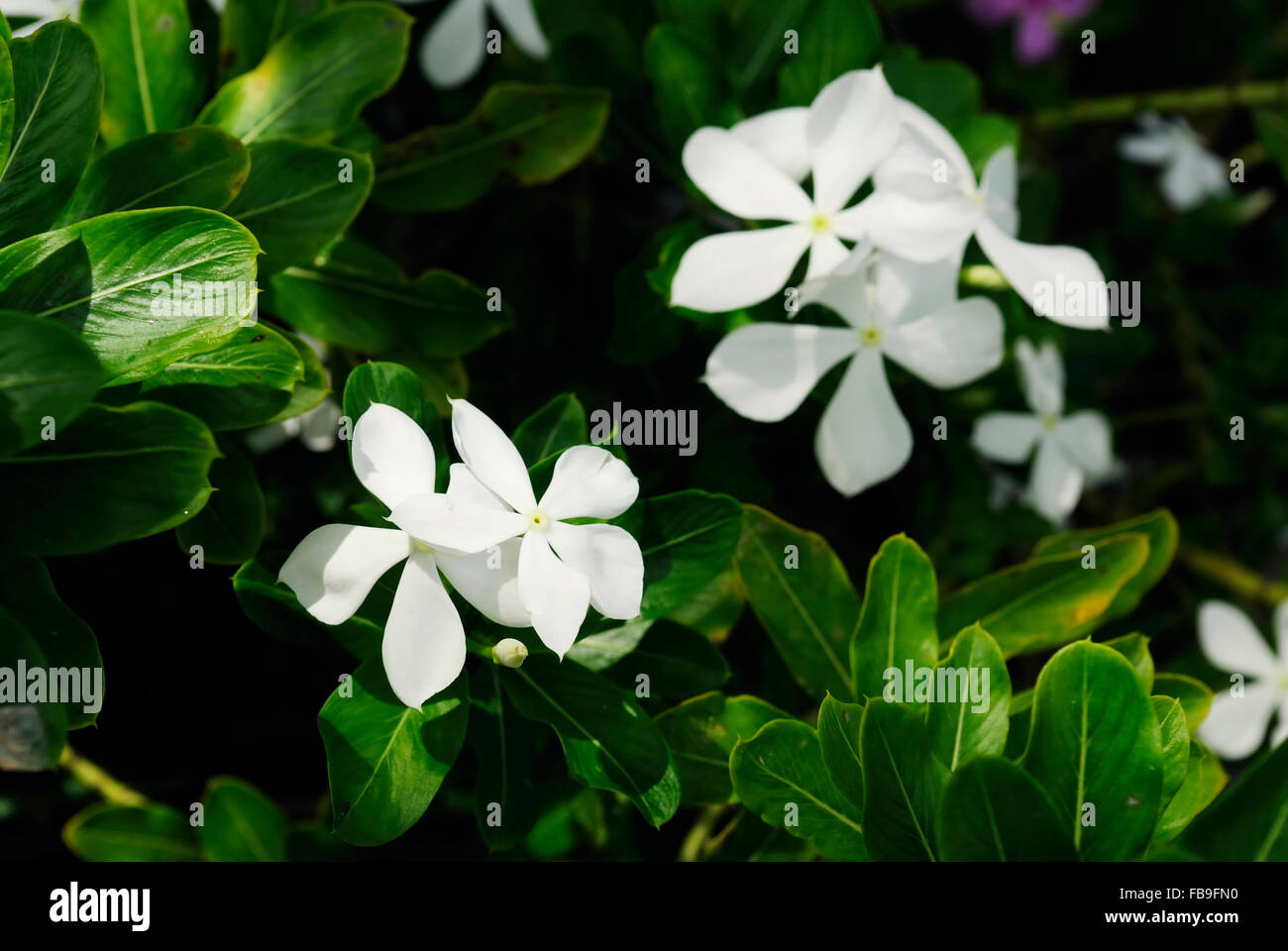 White plumeria flower in Mauritius, Africa Stock Photo - Alamy