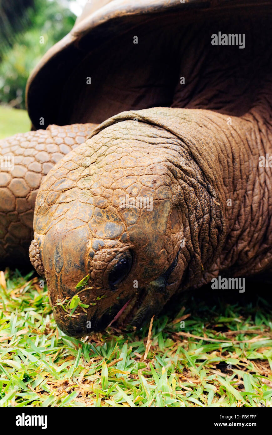 Giant Tortoise eating grass Stock Photo - Alamy