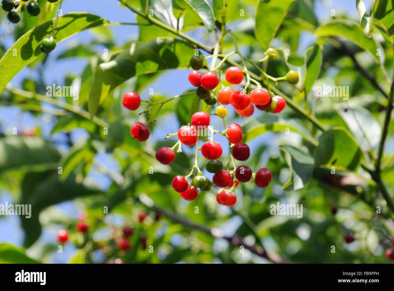 Tree with red fruit Stock Photo - Alamy