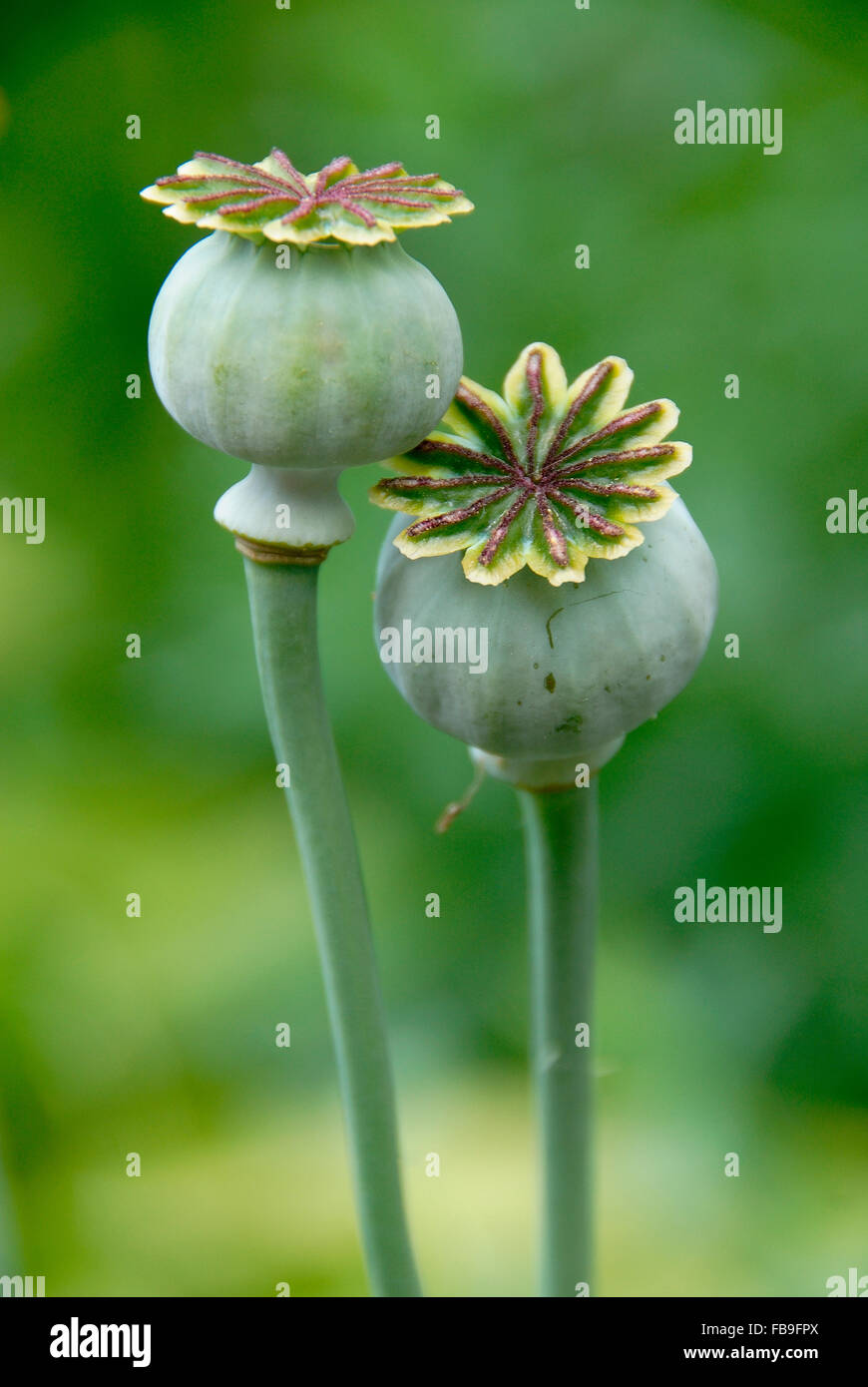 Buds of poppy flower Stock Photo - Alamy