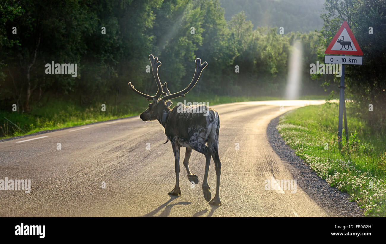 Reindeer (Rangifer tarandus) crossing road, Europa 6, E6, near Alta ...