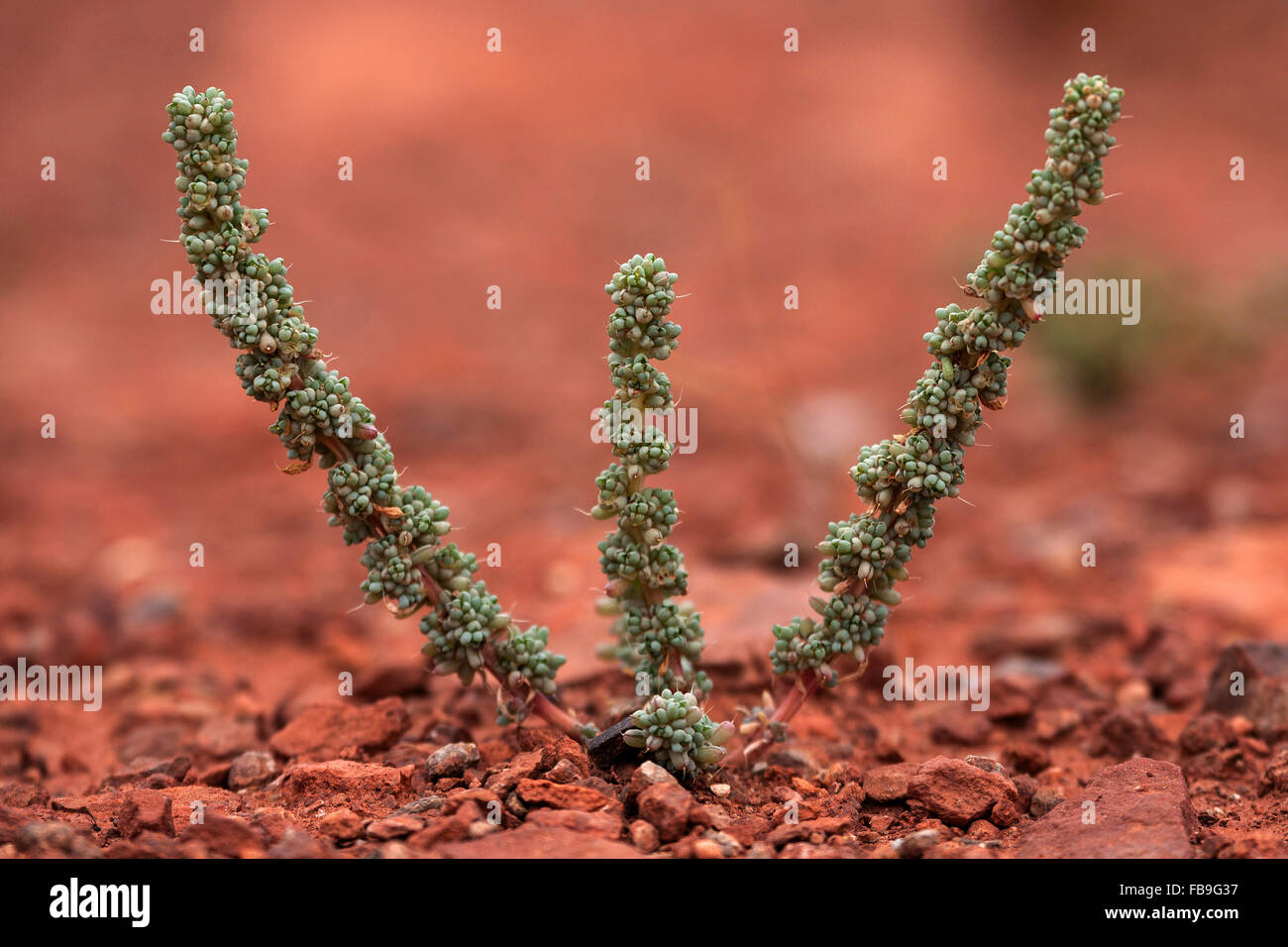Barren desert with plant hi-res stock photography and images - Alamy