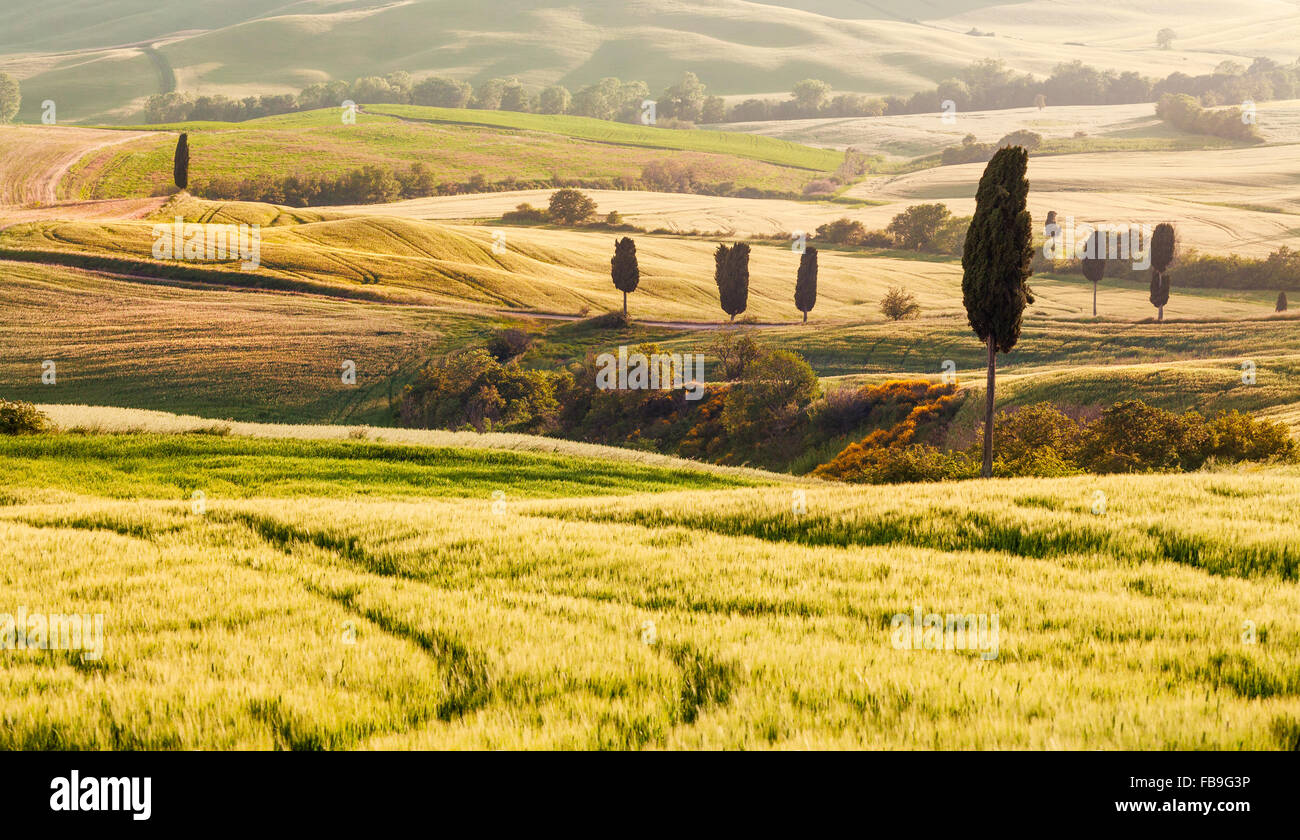 Summer Tuscan Fields with Cypress Trees Stock Photo - Alamy