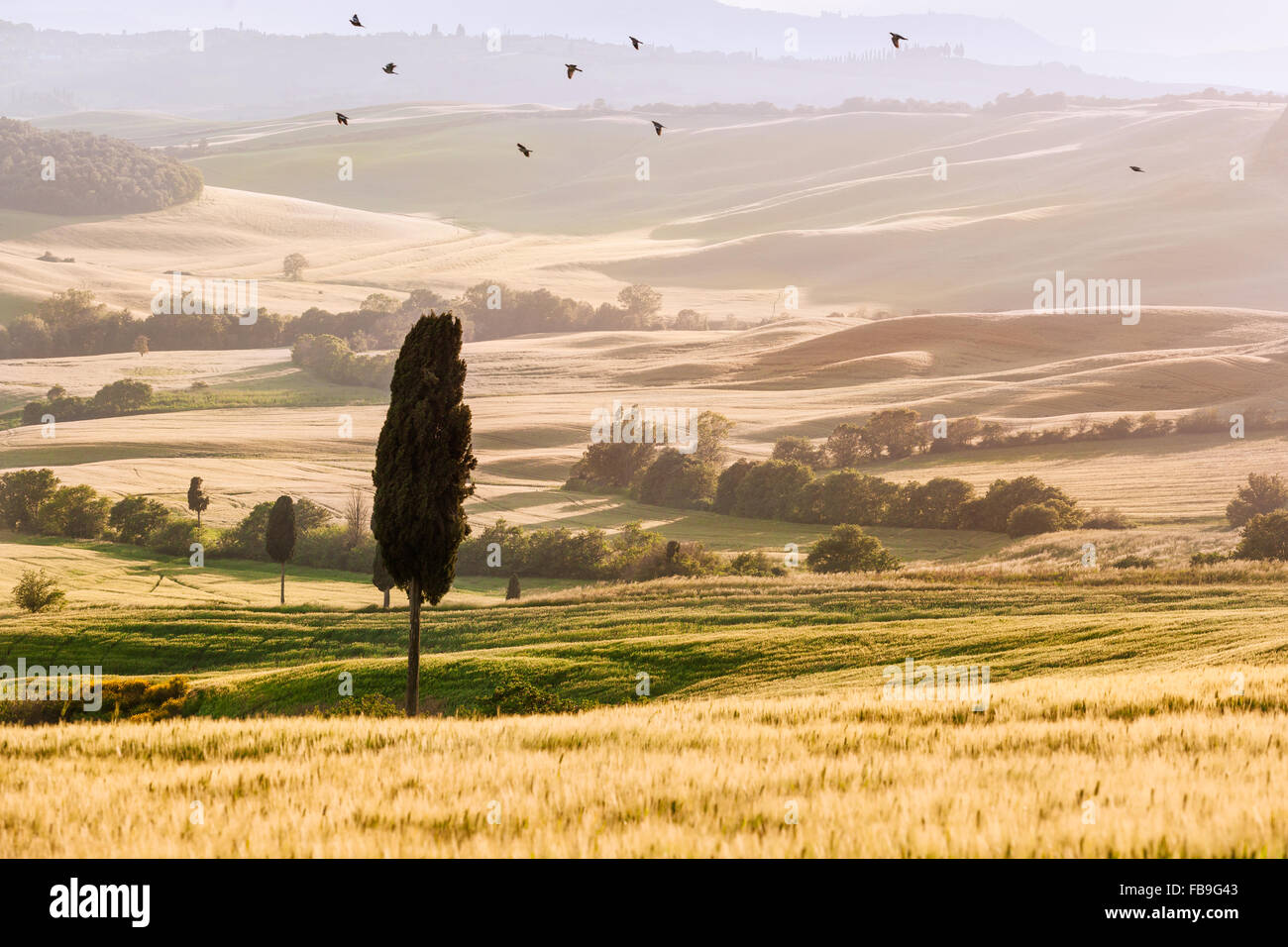 Italian Landscape with Flying Birds, Sunset Light Stock Photo - Alamy