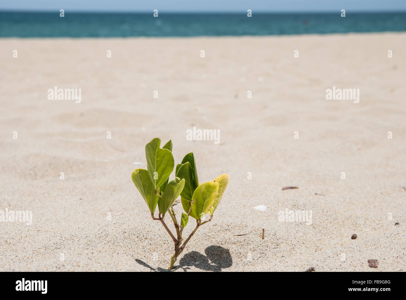 A small sprout of a tree on the sandy beach of Central Vietnam Stock ...