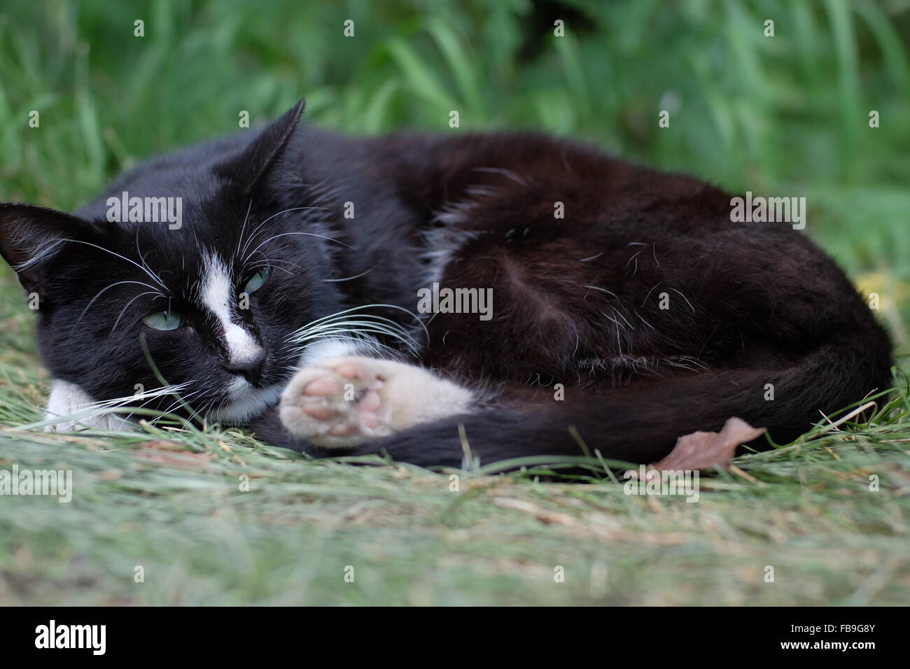 Relaxing black cat without an owner Stock Photo - Alamy