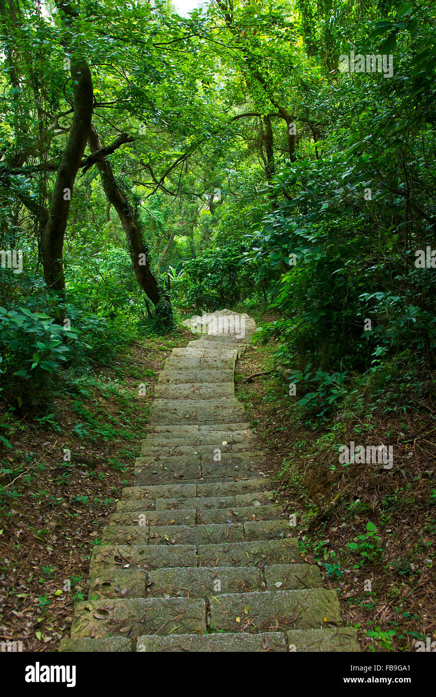 Stone steps among trees, Taiwan Stock Photo - Alamy
