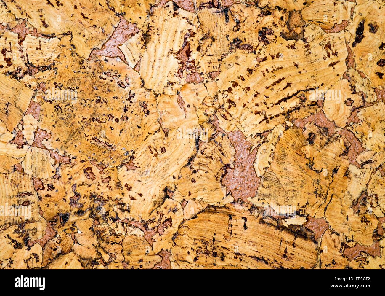 The structure of cork coverings Stock Photo - Alamy