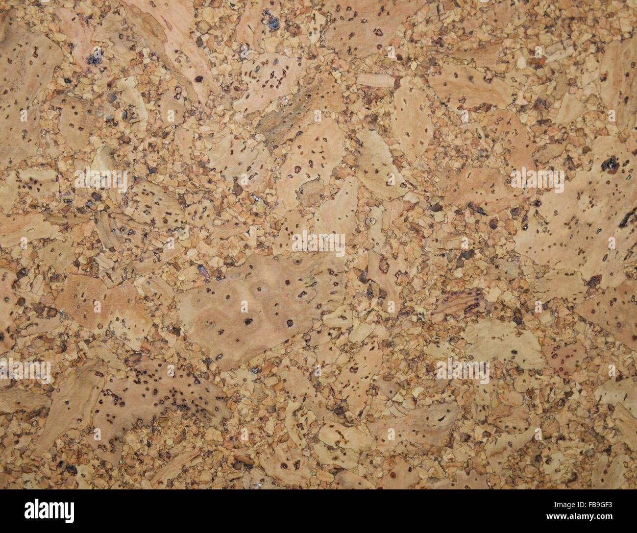 The structure of cork coverings Stock Photo - Alamy