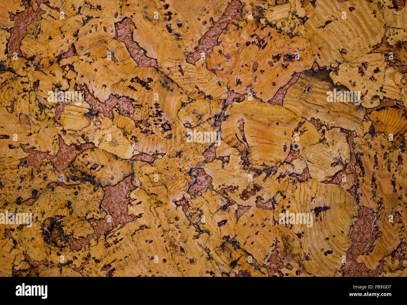 The structure of cork coverings Stock Photo - Alamy