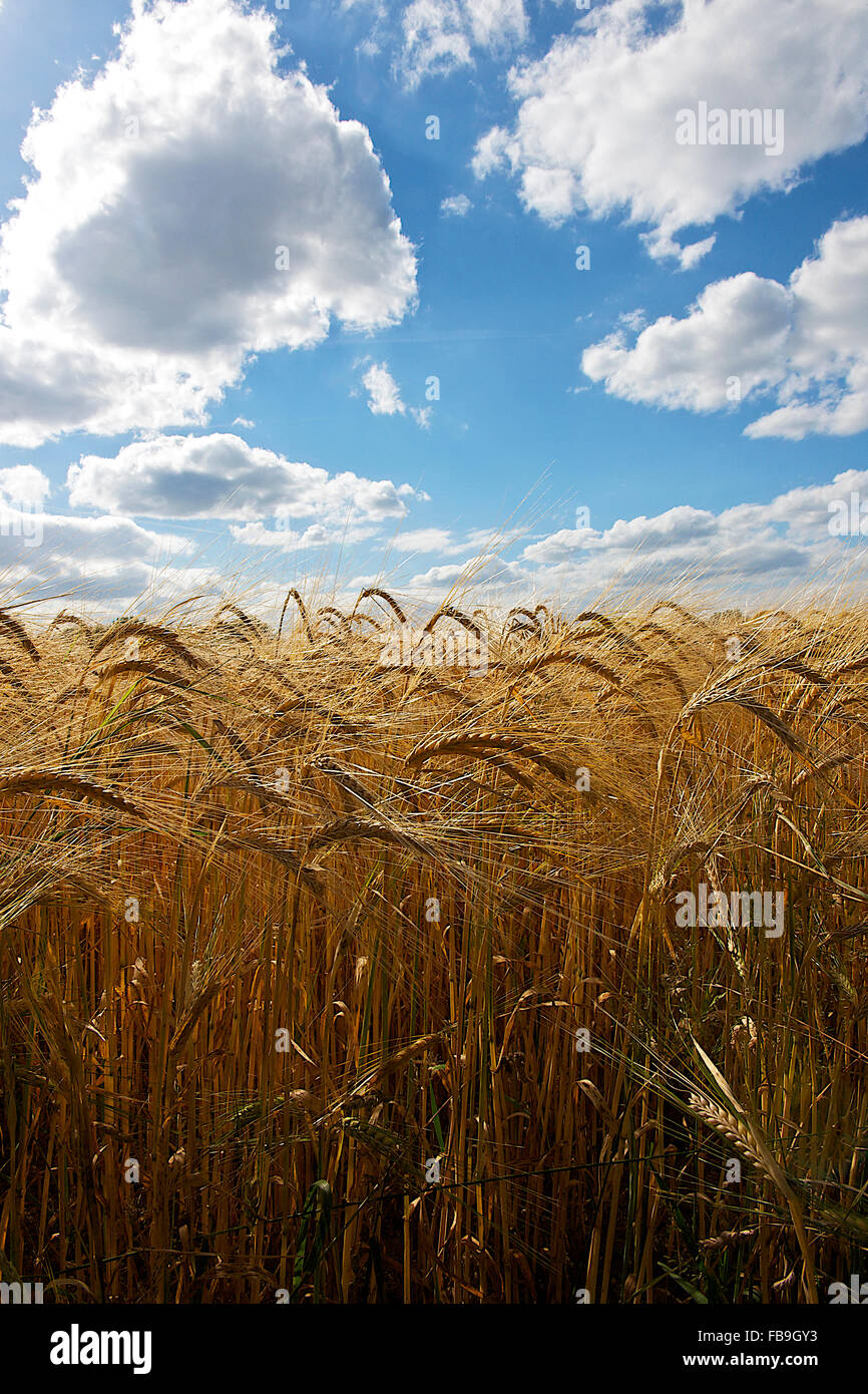 Barleys hi-res stock photography and images - Alamy