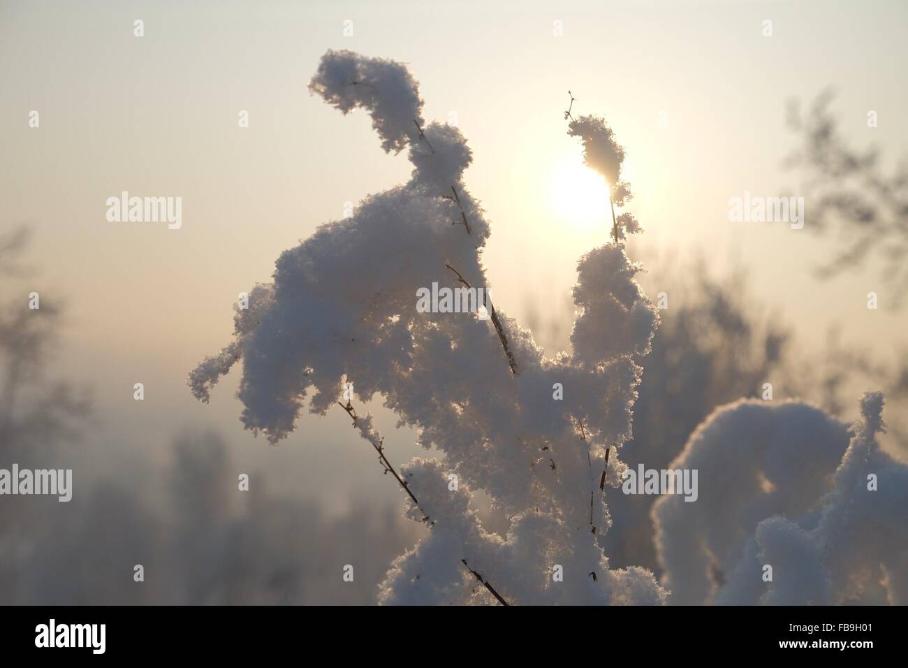 Snow-covered branches grass in direct light of the sun Stock Photo - Alamy