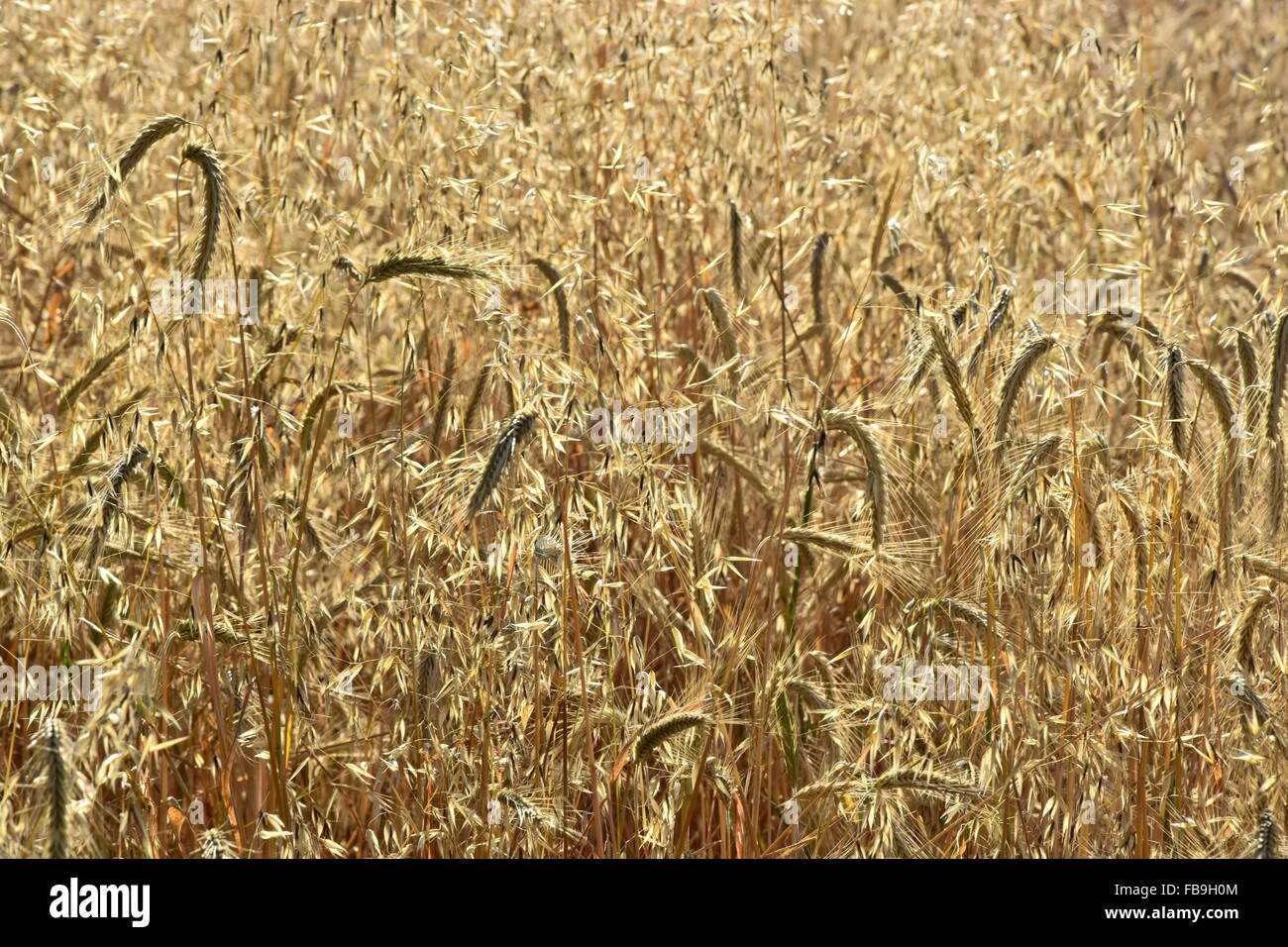 Ripe wheat on the field Stock Photo - Alamy