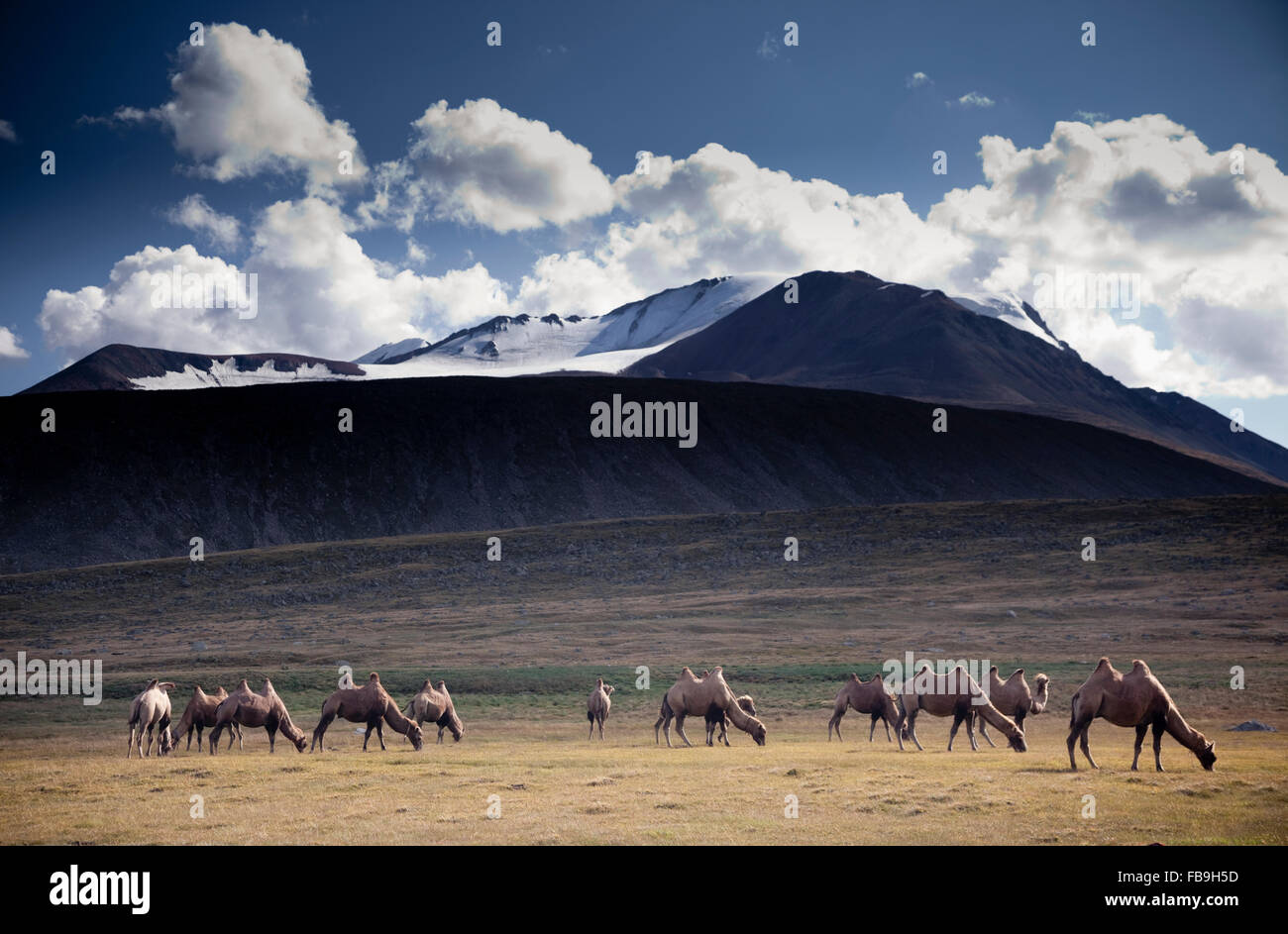 The camel used transport hi-res stock photography and images - Alamy
