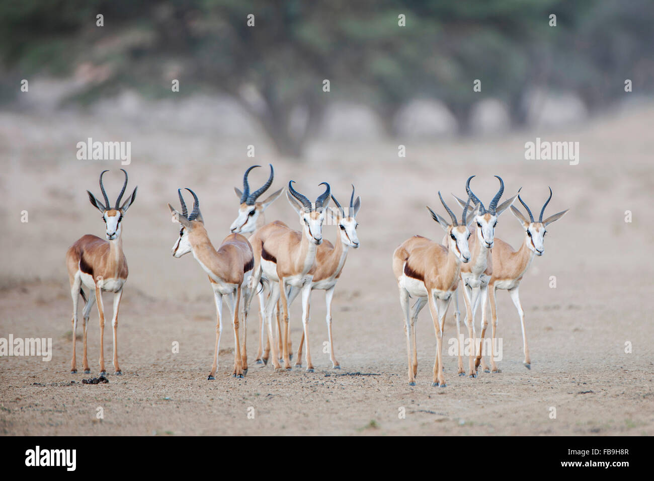 Springbok (Antidorcas marsupialis), group, Kgalagadi Transfrontier ...