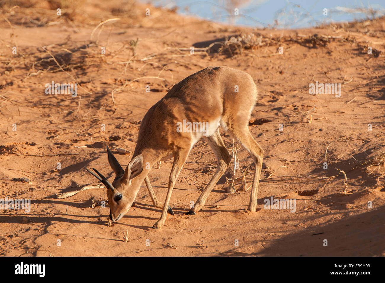 Steenbok (Raphicerus campestris) is searching for food on dune ...