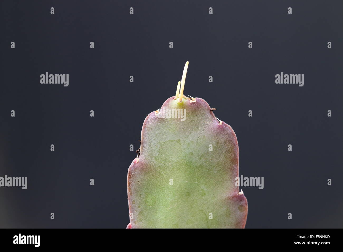 Cactus with roots hi-res stock photography and images - Alamy