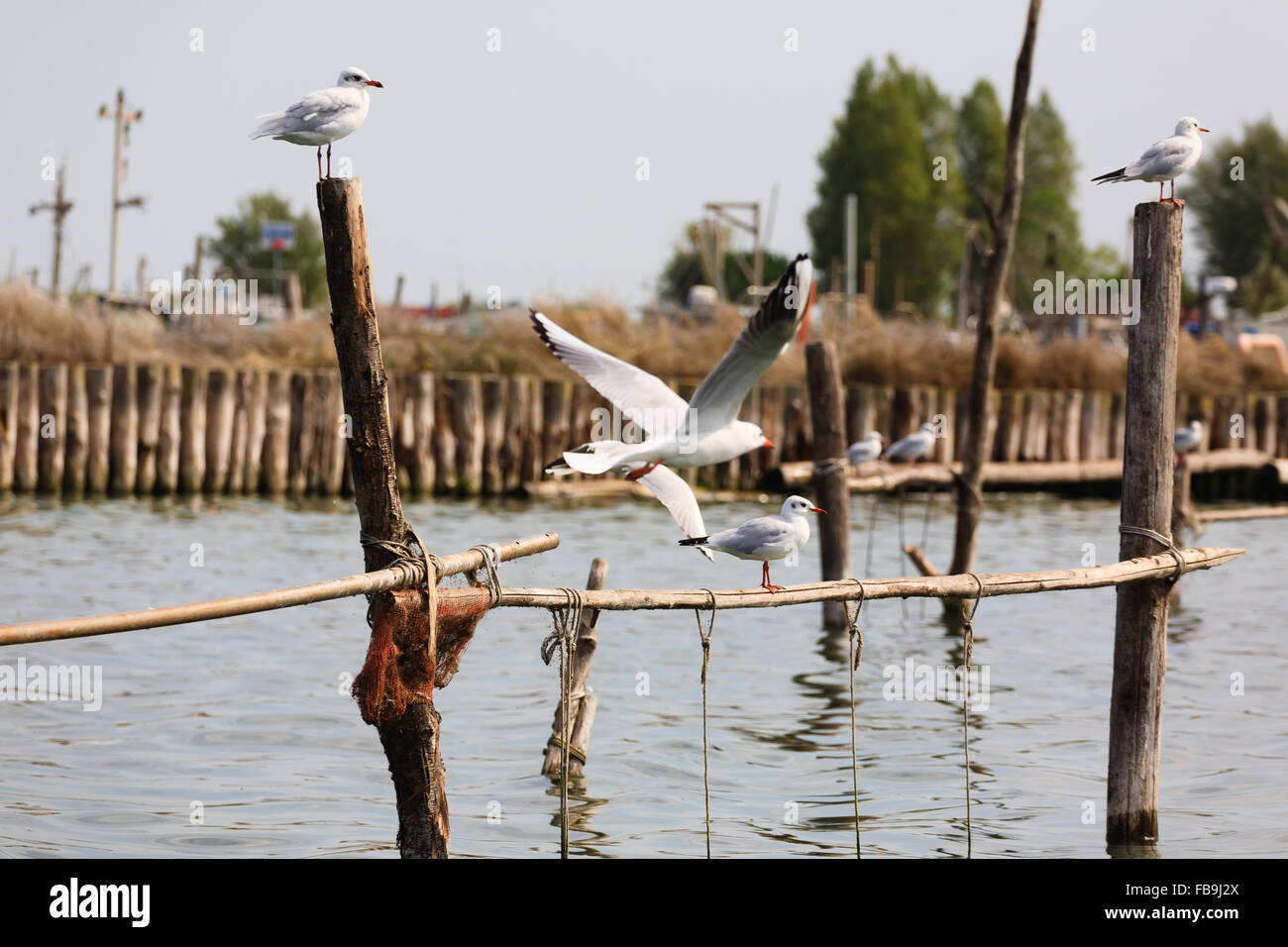 Birds from "delta del Po". Italian nature. Birdwatching Stock Photo - Alamy