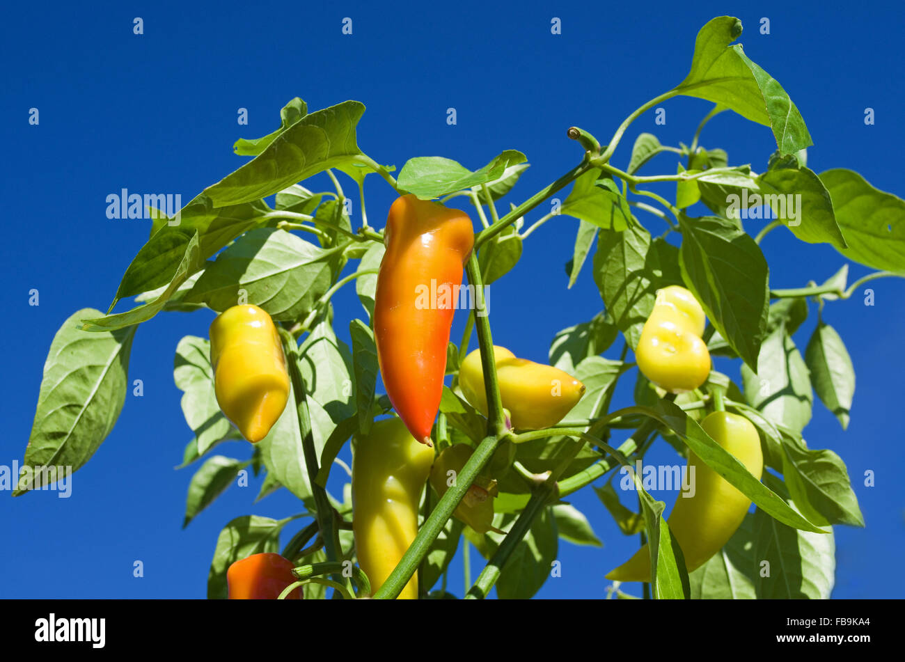 Growing peppers hi-res stock photography and images - Alamy
