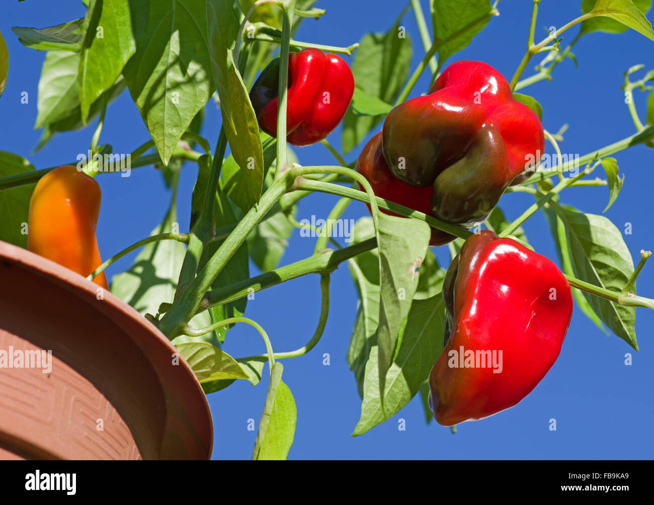 Orange Bell Pepper Plant