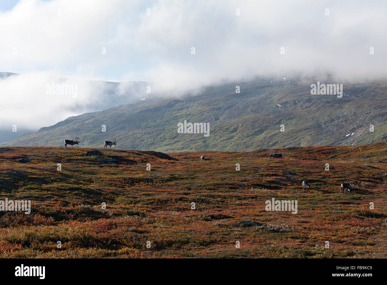 A few reindeer on a mountain slope. Colorful bushes and creepers on the ...