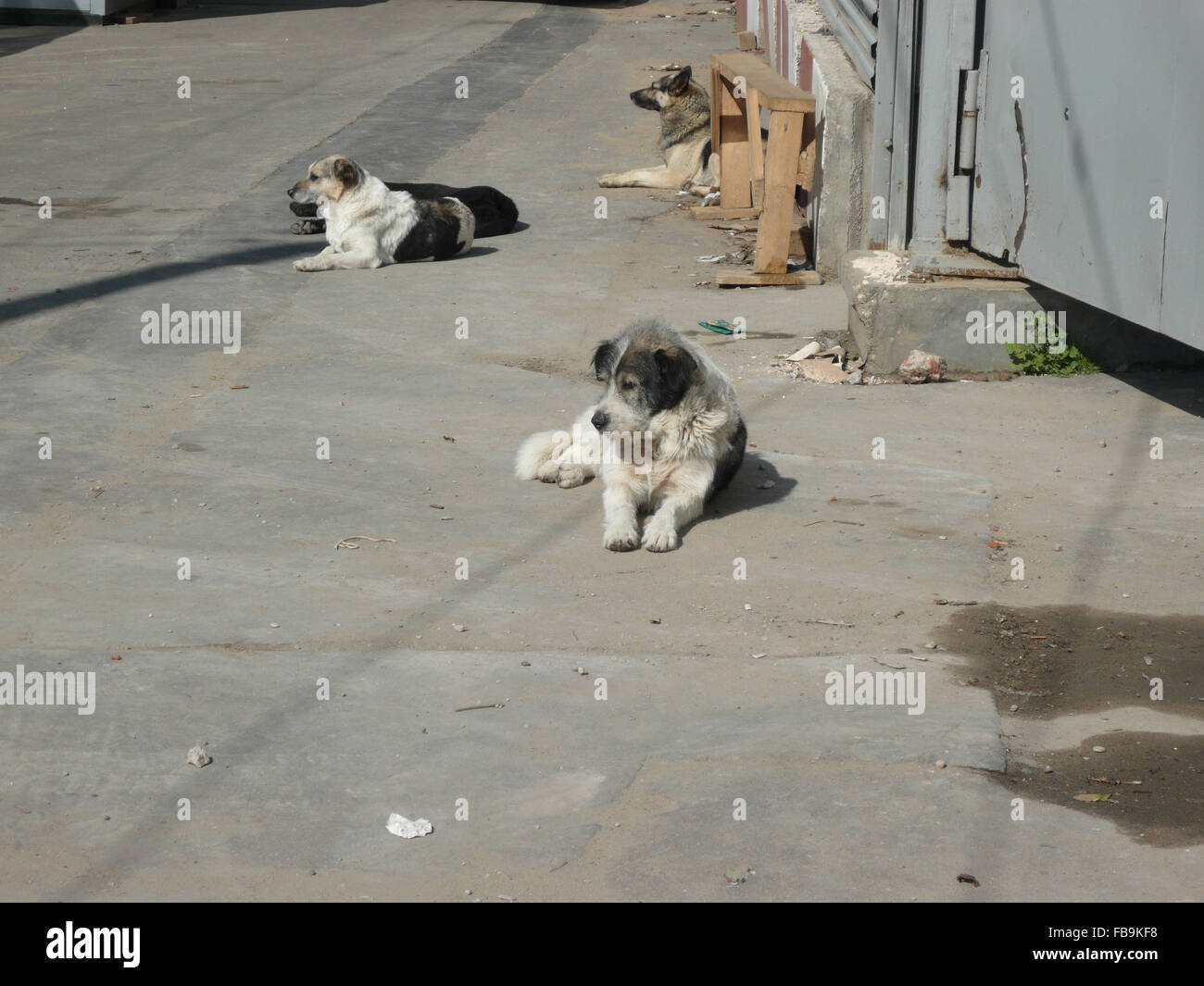 Feral and stray dogs hi-res stock photography and images - Alamy