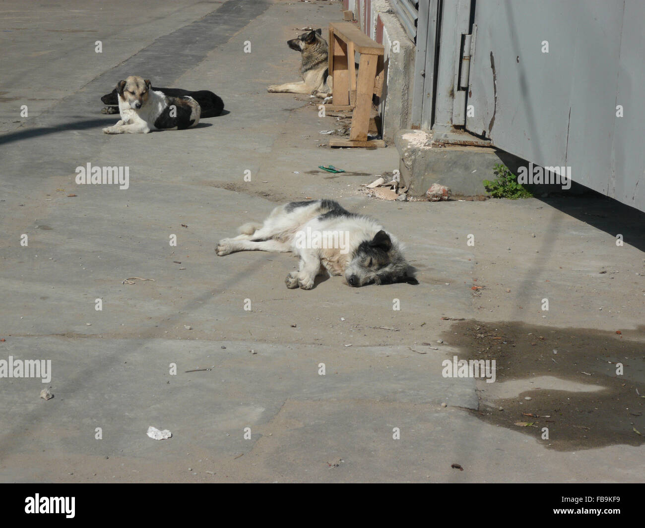 Feral and stray dogs hi-res stock photography and images - Alamy