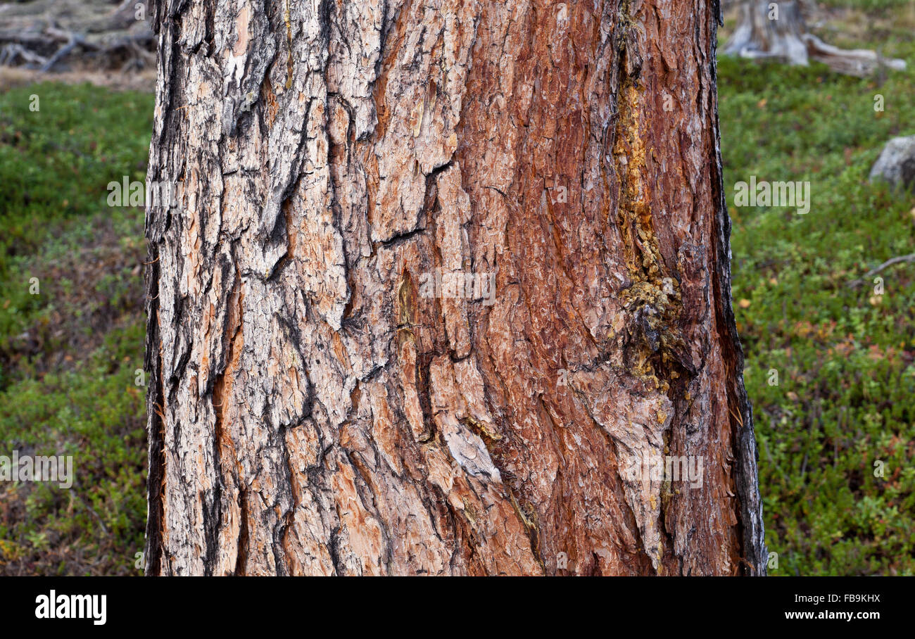Creepers on tree trunk hi-res stock photography and images - Alamy