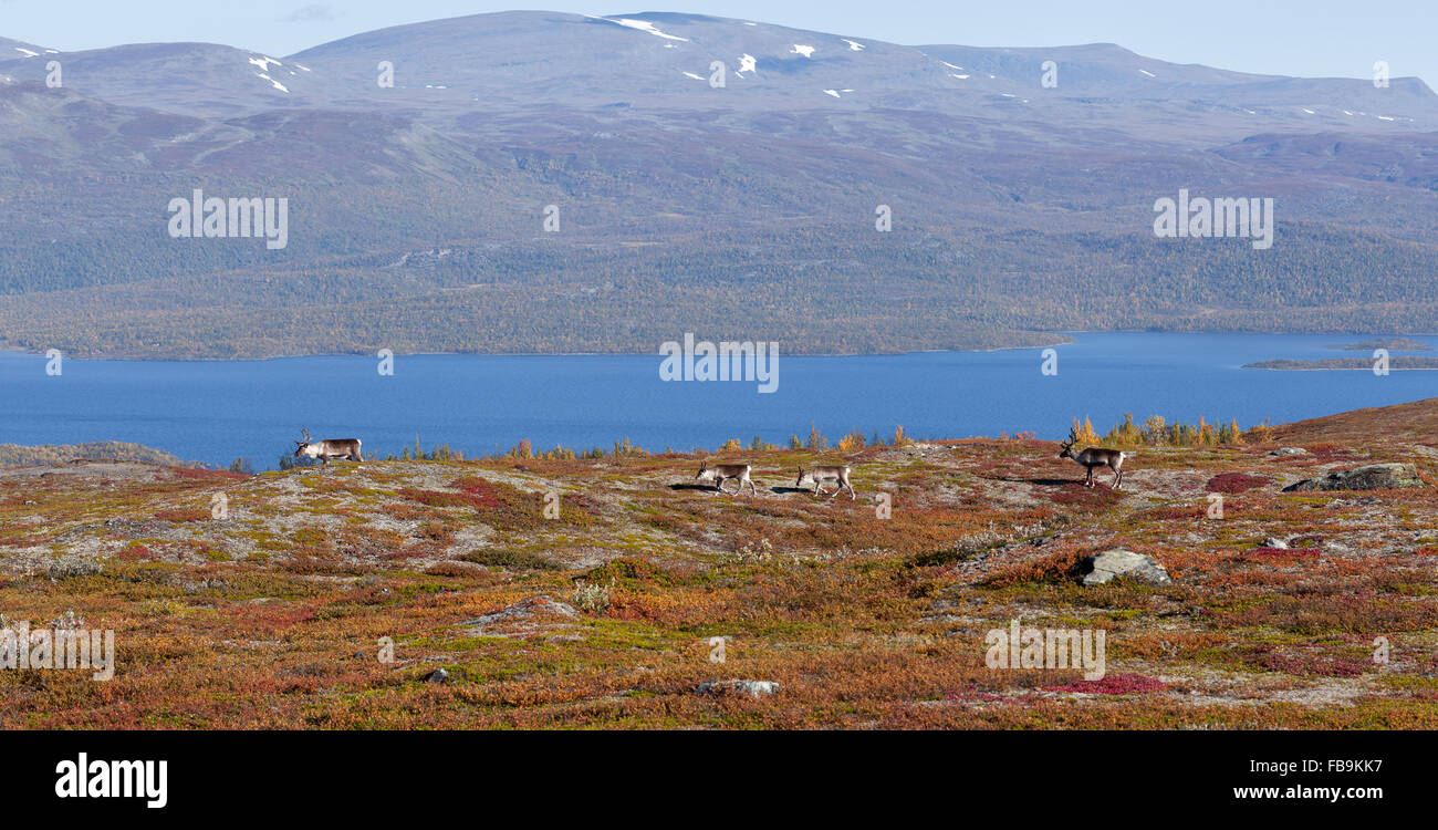Creepers bushes hi-res stock photography and images - Alamy