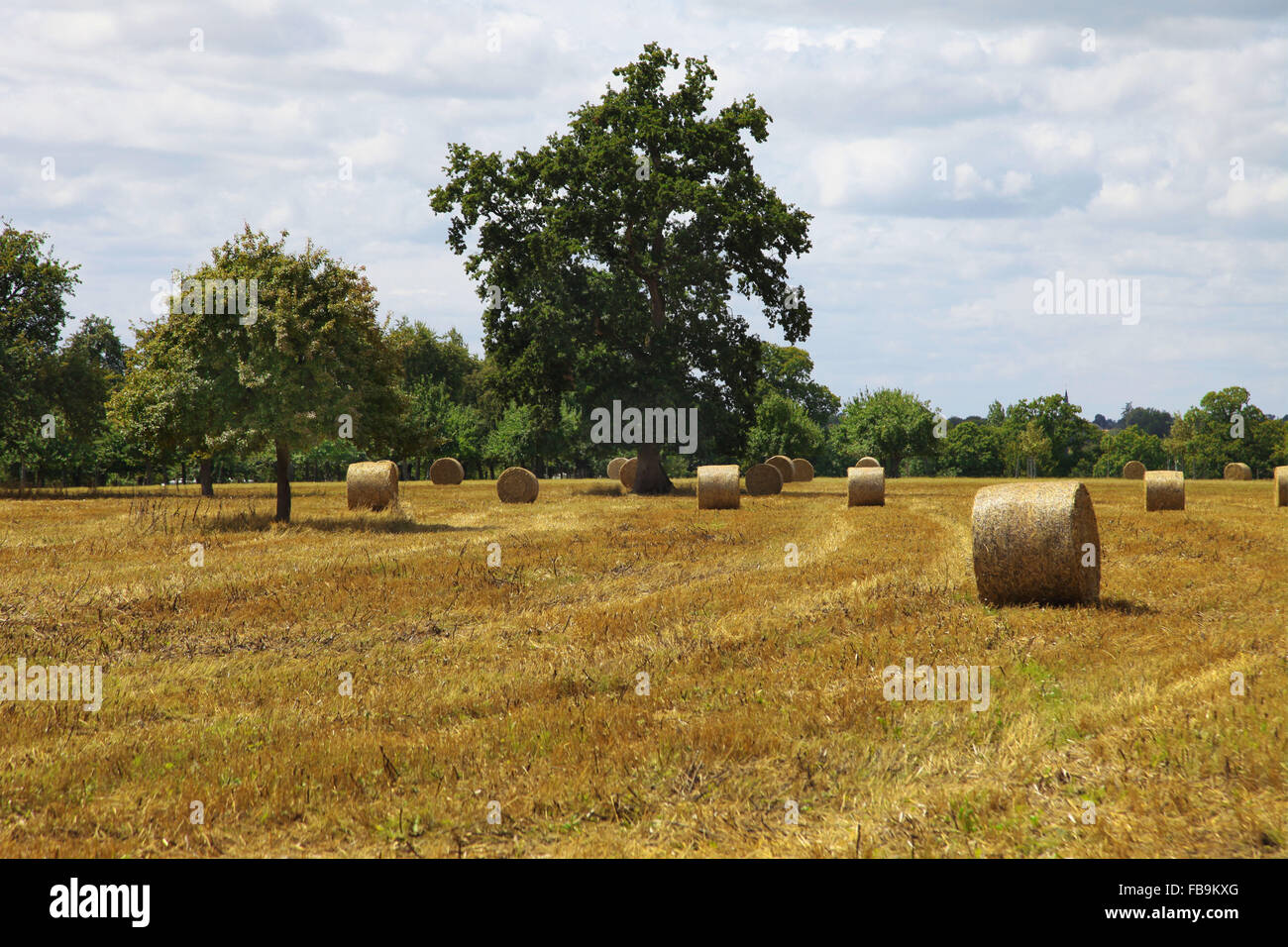 It's a photo of a straw field after the harvest. We see many straw ...