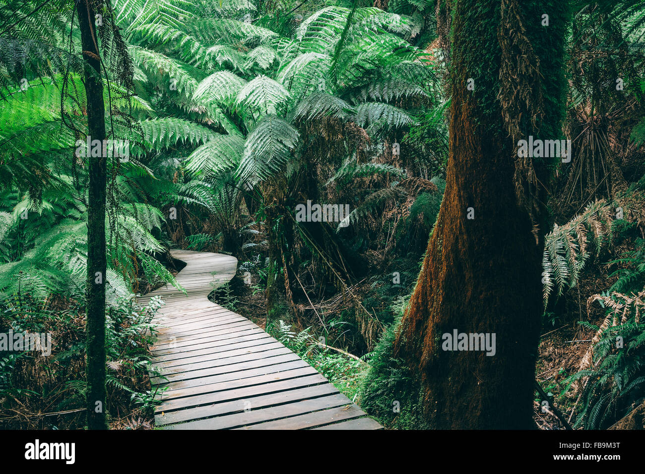 Winding boardwalk in Australian Rainforest. Otway National Park ...
