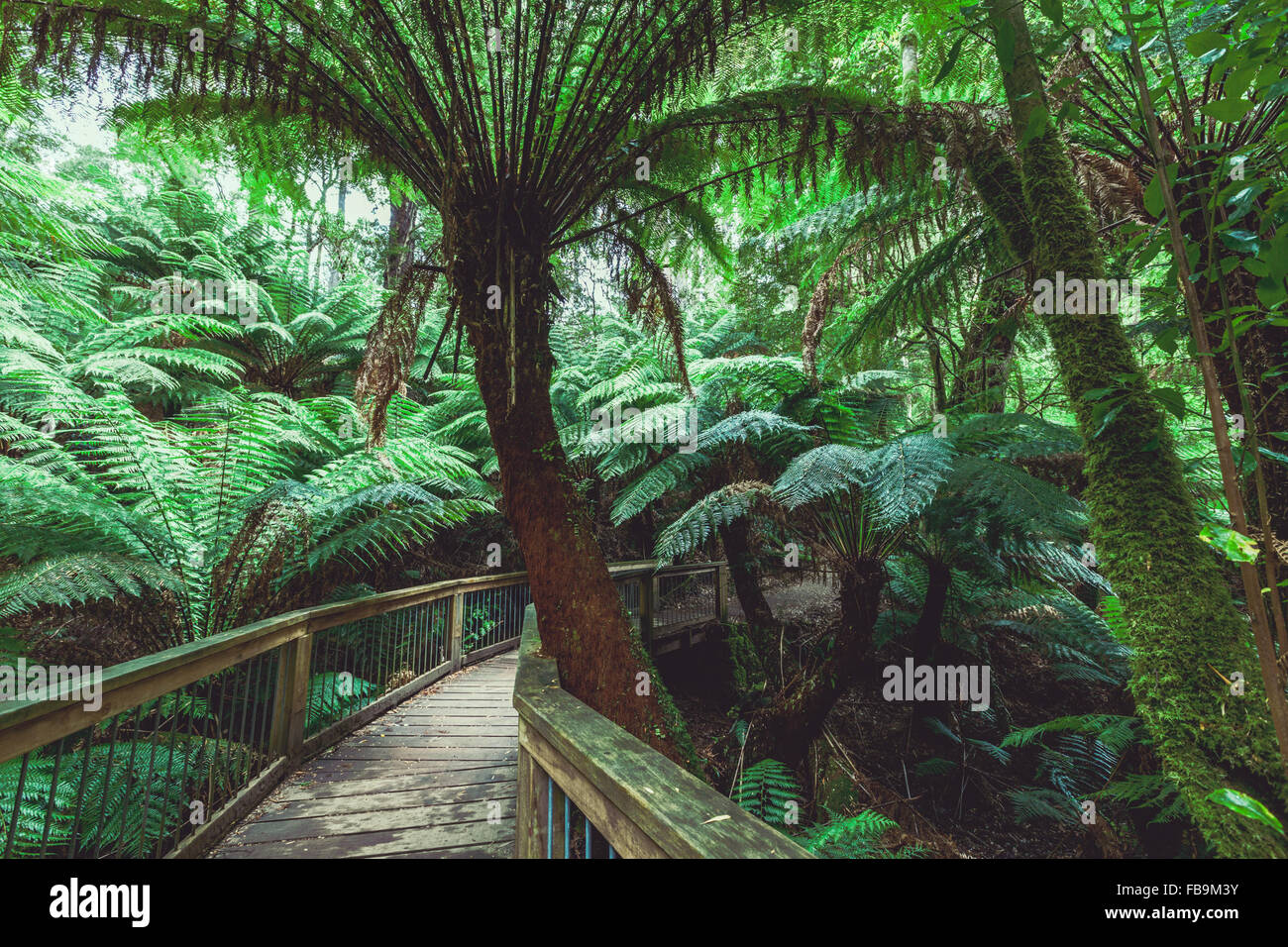 Winding boardwalk in Australian Rainforest. Otway National Park ...