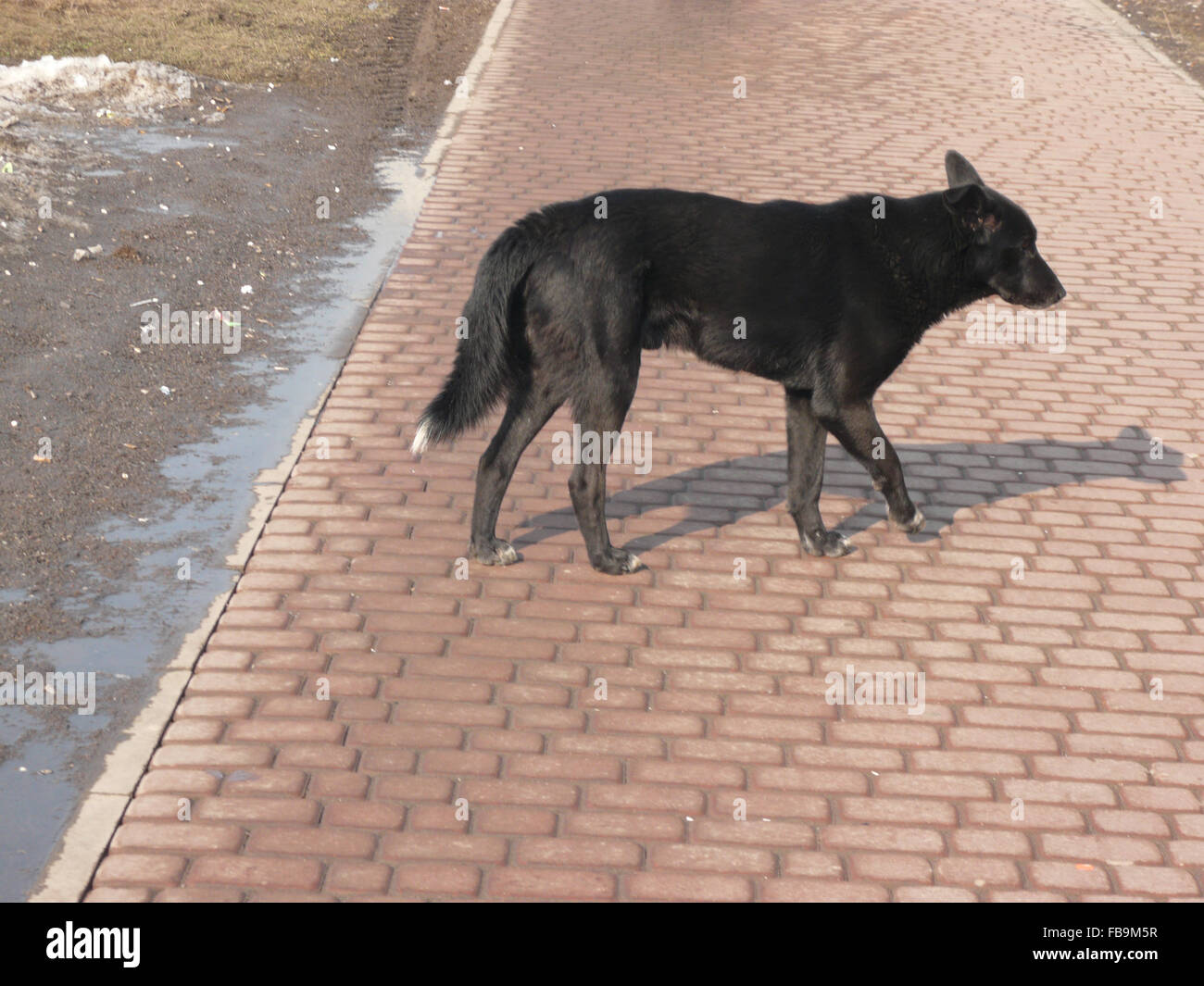 Feral and stray dogs hi-res stock photography and images - Alamy