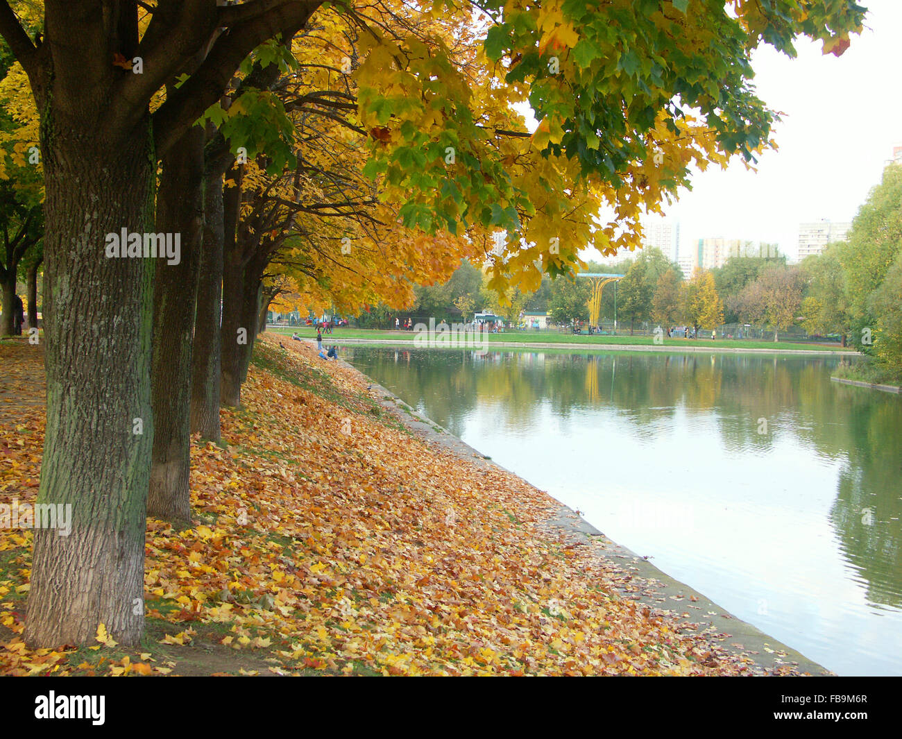 maple alley in city park at autumn Stock Photo - Alamy