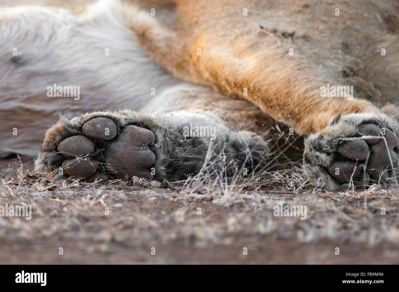 Lion paws hi-res stock photography and images - Alamy