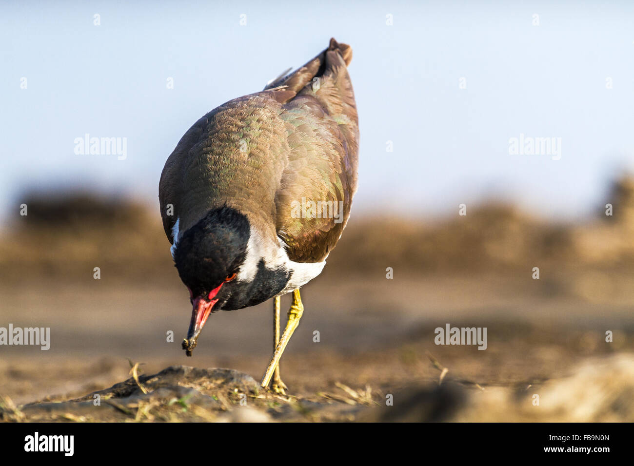 Red wattled Lapwing Stock Photo - Alamy